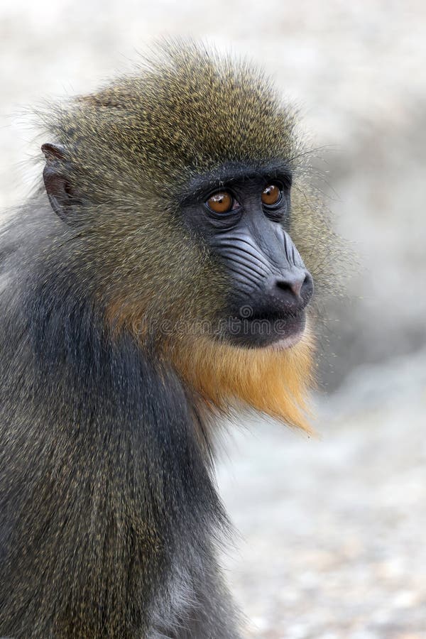 Close View of Mandrill Monkey Stock Photo - Image of fauna, scenery ...