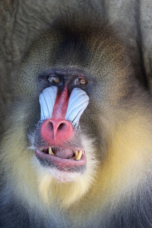 Close View of Mandrill Monkey Stock Image - Image of closeup ...