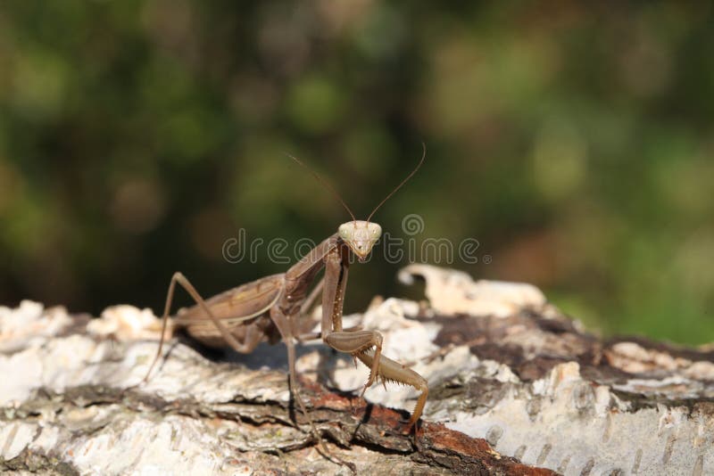 Mantis stock photo. Image of nature, outdoor, details - 137296318