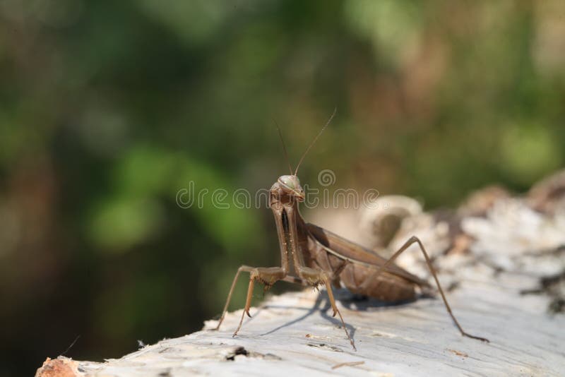 Mantis stock photo. Image of nature, garden, petals - 137296320