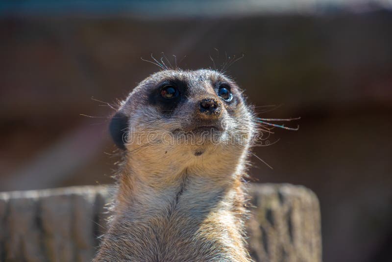 View of a Meerkat Head Looking Around Stock Image - Image of mammal ...