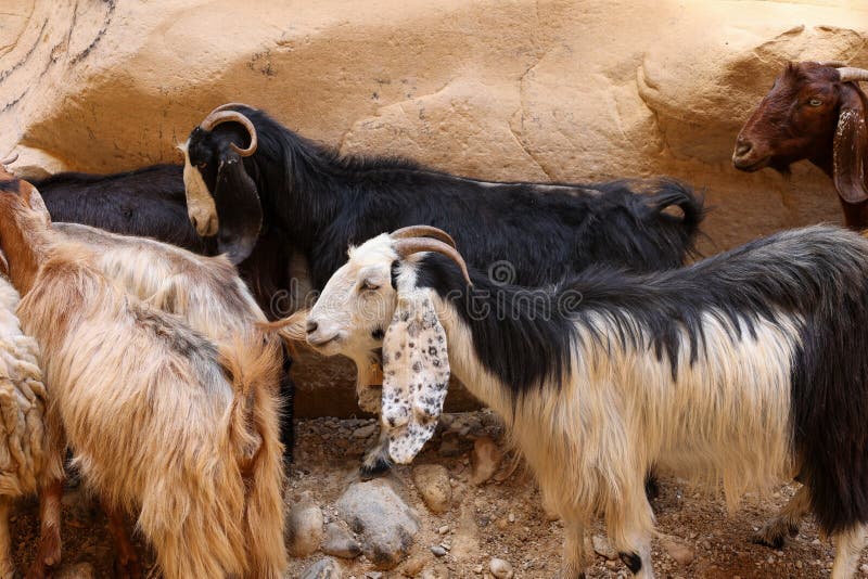Close View of Middle East Black and White Goat with Long Ears Stock ...