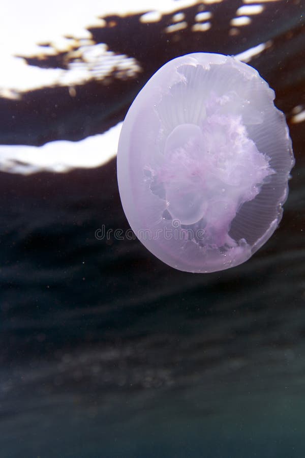 Close View of a Moon Jellyfish Stock Image - Image of background, swim ...