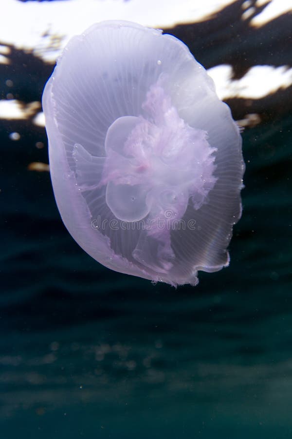 Close View of a Moon Jellyfish Stock Photo - Image of swim, tropical ...