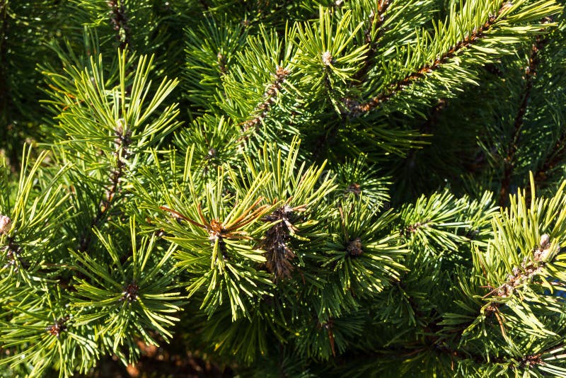 Close View of a Mountain Pine Tree Stock Photo - Image of nature ...