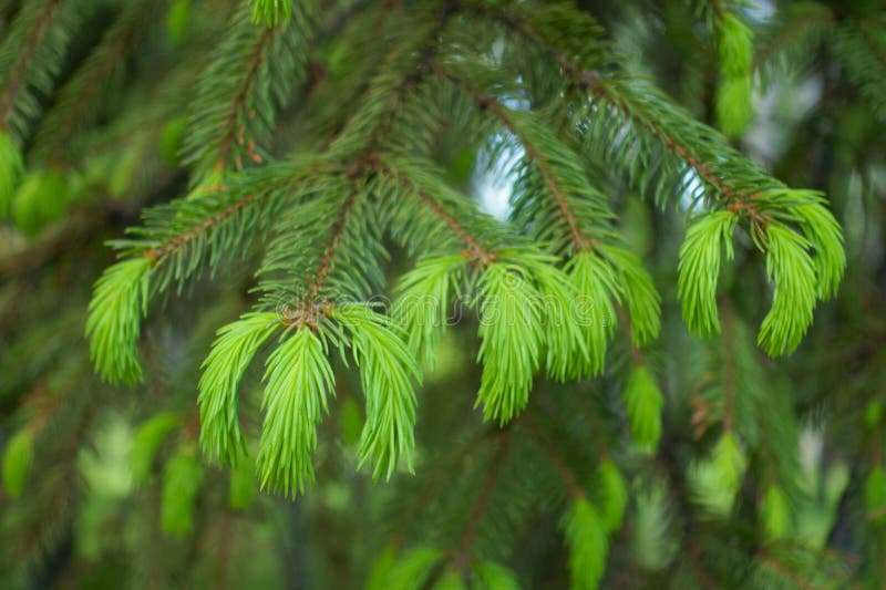 Close View of New Growth of Picea Abies Stock Image - Image of botany ...