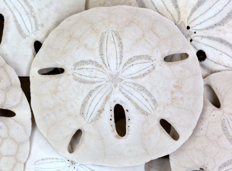 Sand Dollar stock photo. Image of money, dollar, cash, combing - 642702