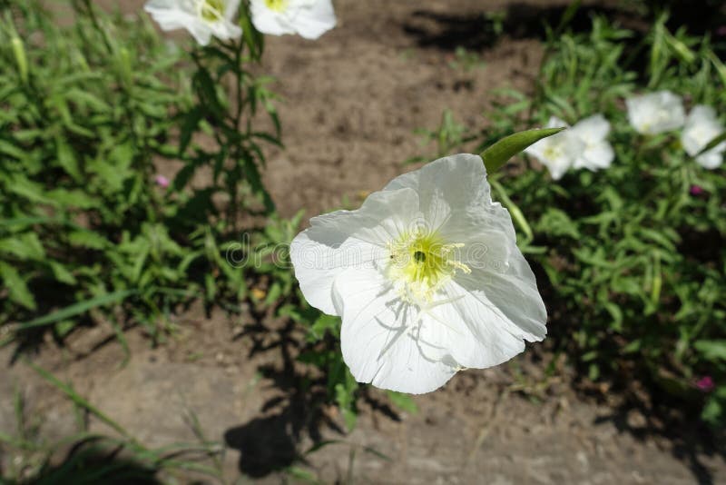 Close View of White Flower of Oenothera Speciosa in May Stock Photo ...