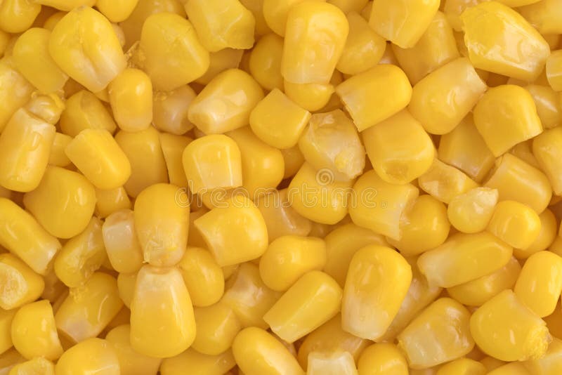 Close View of Organic Sweet Corn Stock Image - Image of natural, corn ...