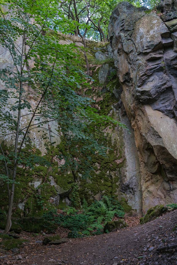 Close View on a Overgrown Rock Wall in a Forest. Stock Photo - Image of ...