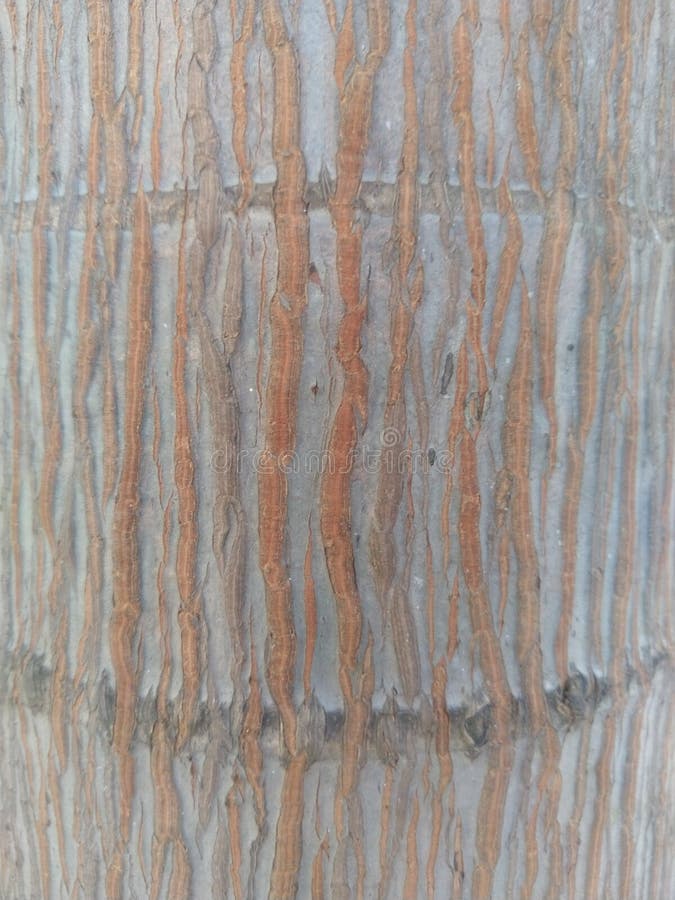 Beutiful Texture of Palm Tree Stem. Close-up View. Stock Photo - Image ...