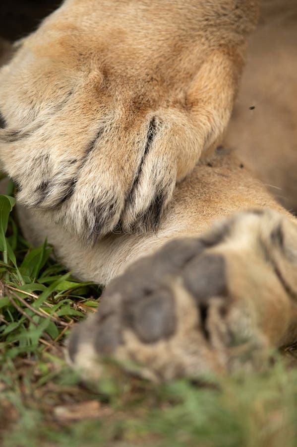 A Close View of Paws of Lion at Masai Mara Stock Image - Image of ...