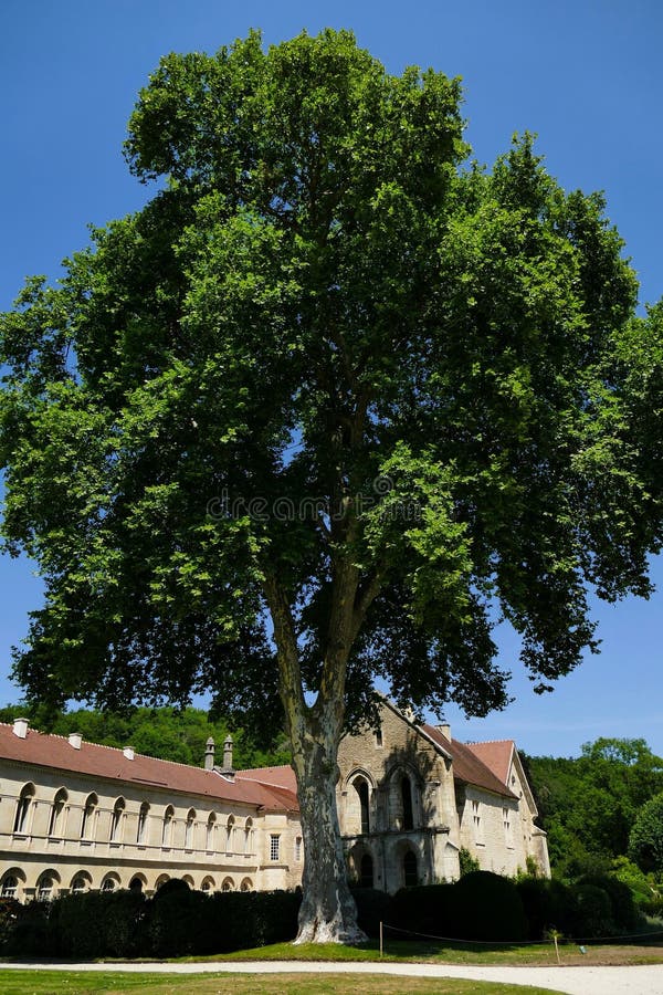 The Plane Tree Planted in 1780 in the Park of Fontenay Abbey Stock ...