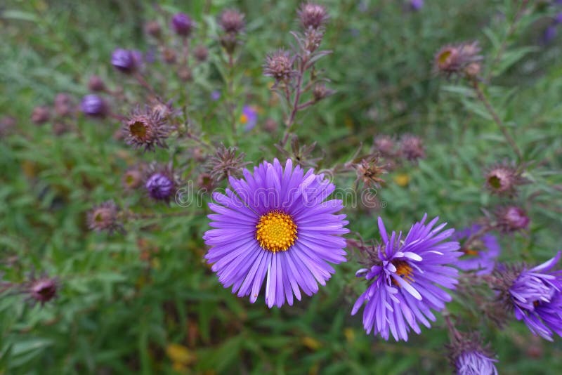Close View of Purple Flowers of Michaelmas Daisies Stock Photo - Image ...