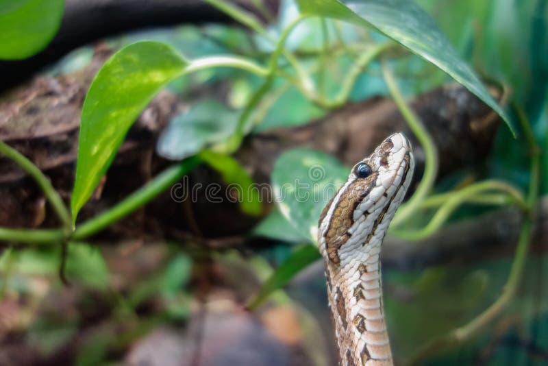 Close View of a Raised Head of a Snake Sniffing in the Air Stock Image ...