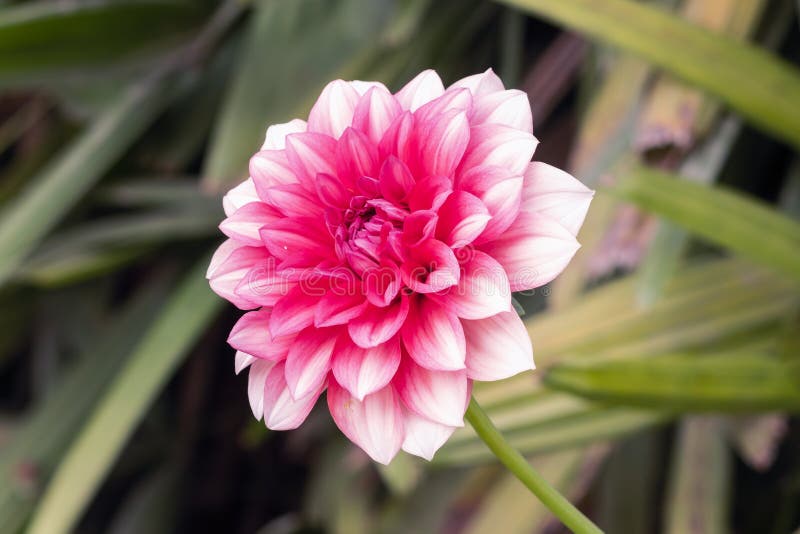 Close Up View of Red Daisy Flower Facing Towards Left in the Park on ...