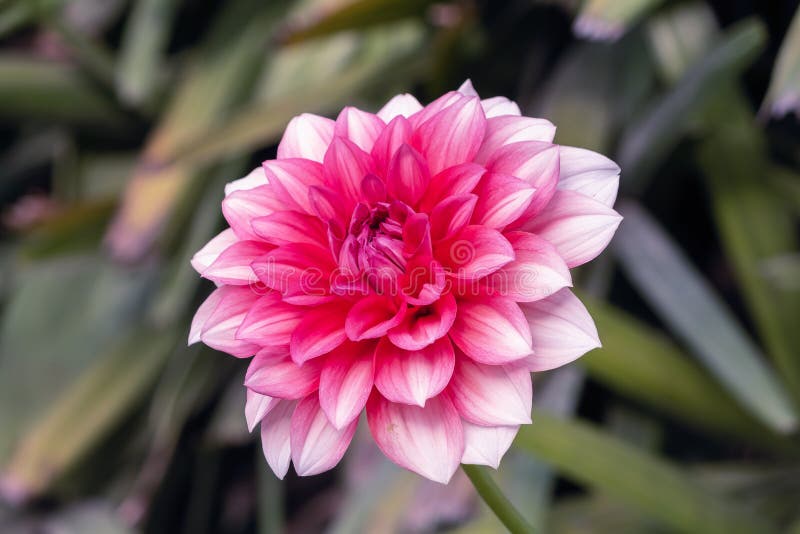 Close View of Red Daisy Flower Facing Left Hand Side in the Park Stock ...
