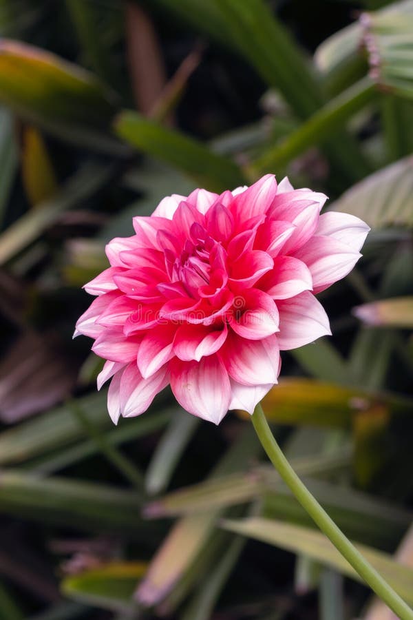 Close View of a Red Daisy Flower Facing Left Hand Side in the Park in ...