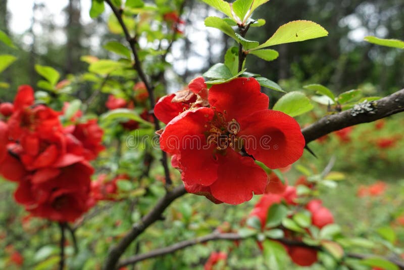 Close View of Red Flower of Japanese Quince Stock Photo - Image of ...