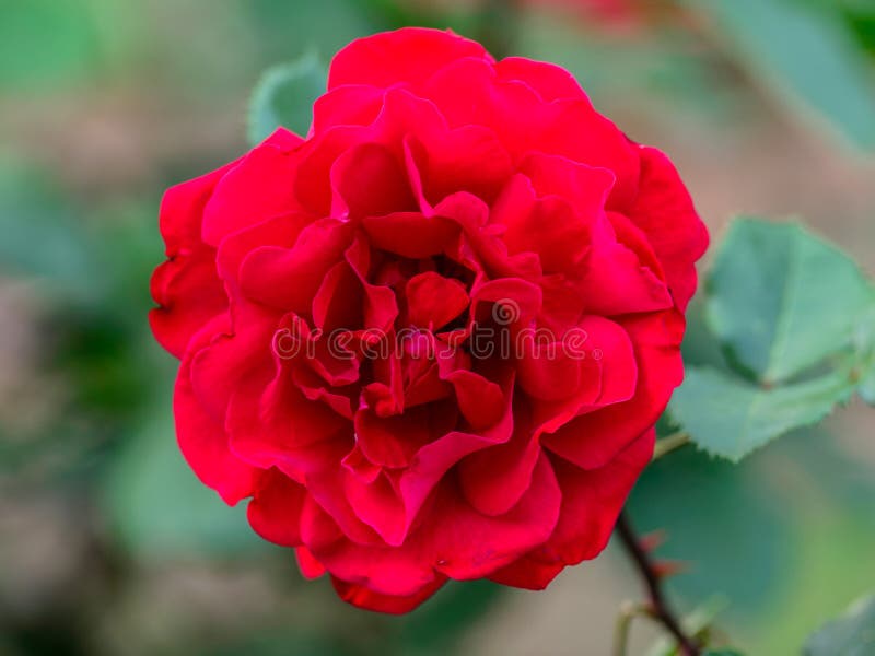Close View of Victor Hugo Red Rose Stock Image - Image of japan, fresh ...
