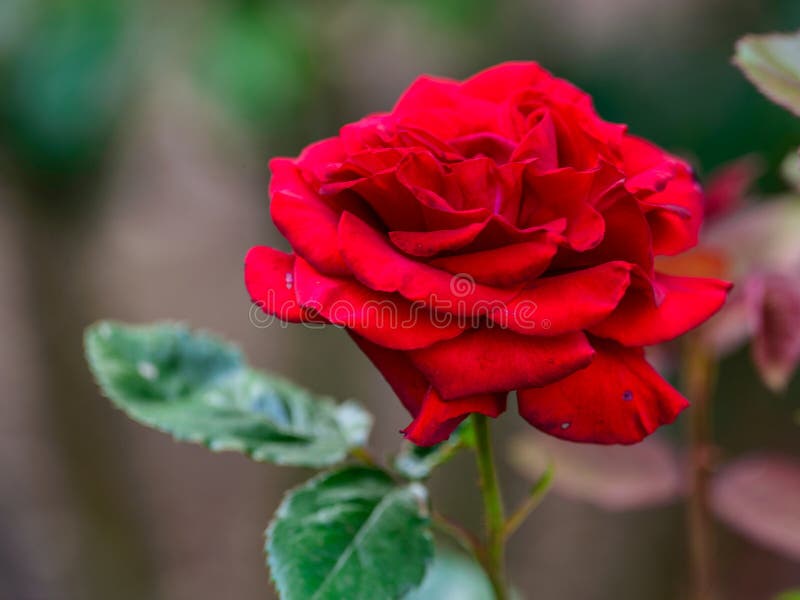 Close View of Red Queen Rose Stock Image - Image of blossom, green ...