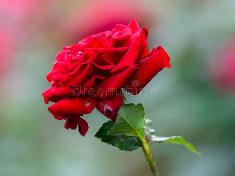 Close View of Victor Hugo Red Rose Stock Image - Image of japan, fresh ...