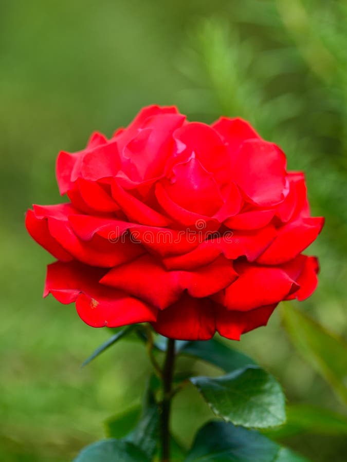 Close View of Red Queen Rose Stock Image - Image of japanese, bridal ...