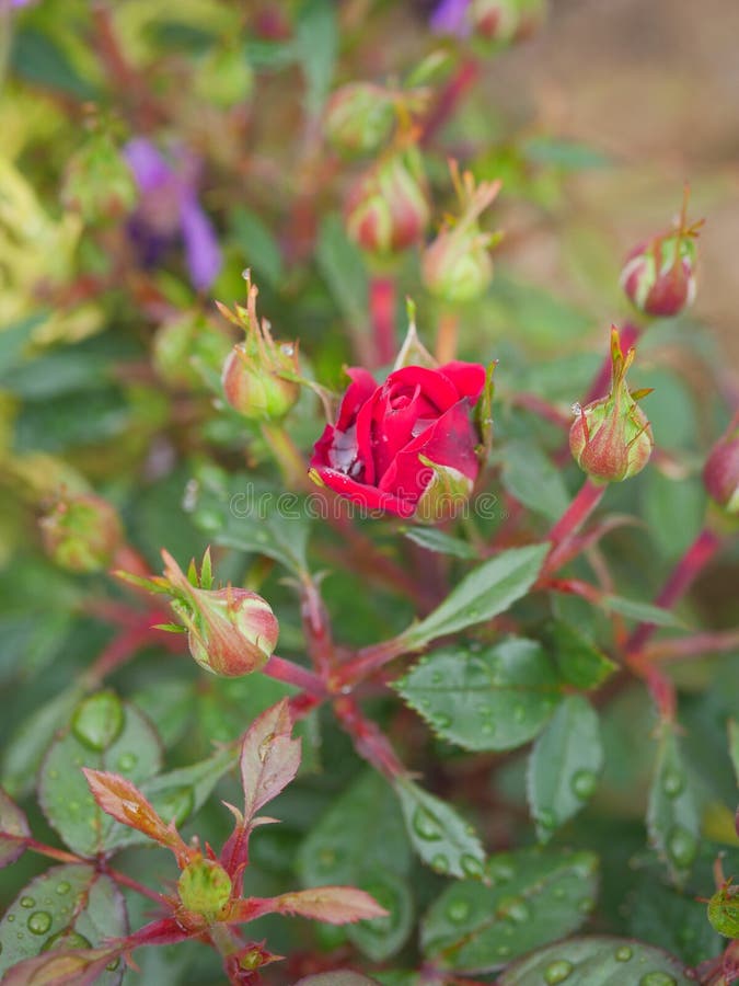 Close View at the Red Rose after the Rain Stock Image - Image of view ...