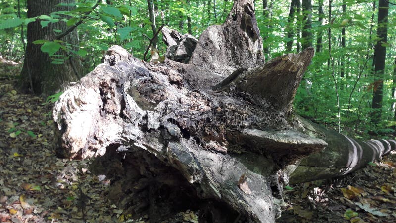 Treeold Snag Stock Photos - Free & Royalty-Free Stock Photos from ...