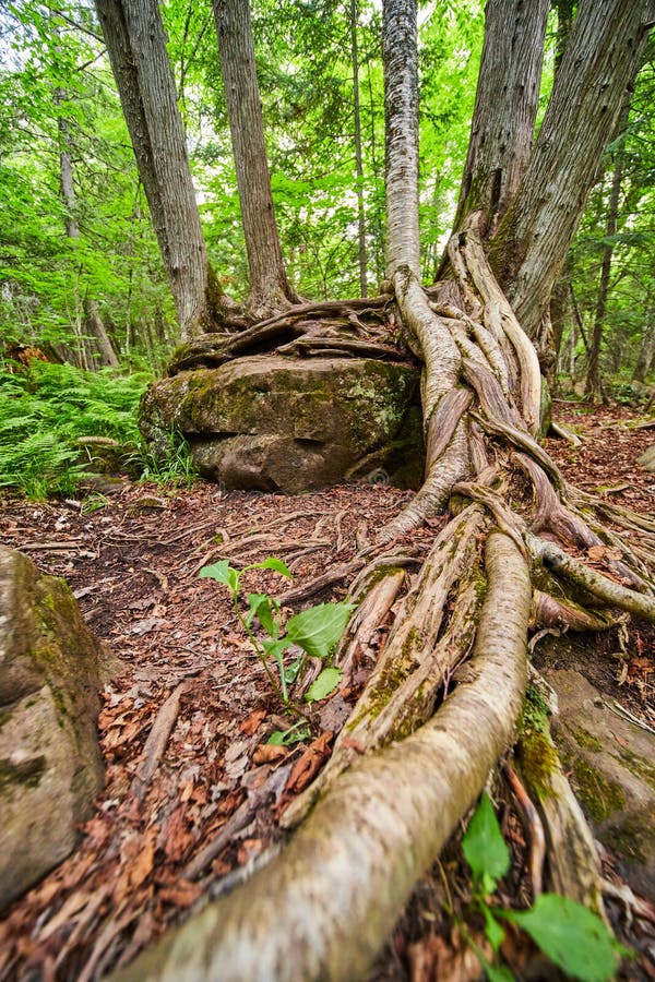 281 Trees Roots Above Ground Stock Photos - Free & Royalty-Free Stock ...