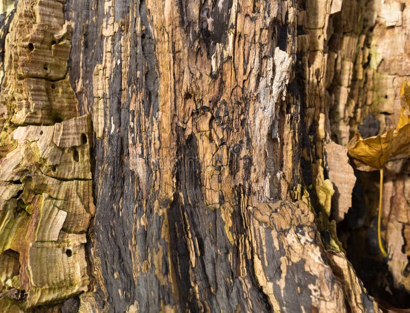 Close View of a Rotting Tree Trunk Stock Photo - Image of coarse, trunk ...