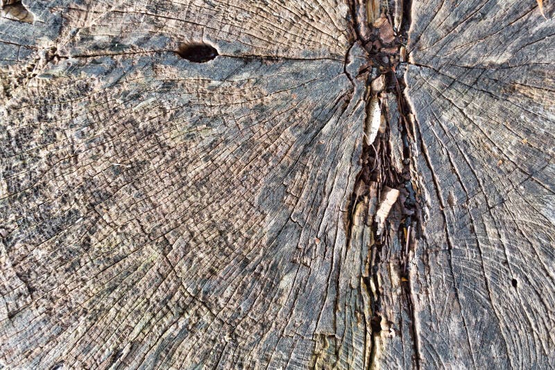 Close View of a Rotting Tree Trunk Stock Photo - Image of holes ...