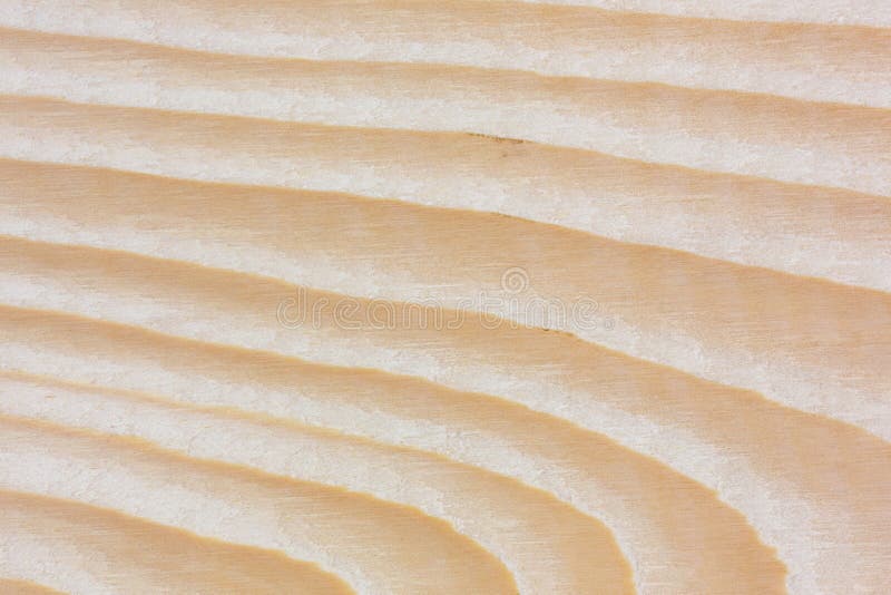 Close-up of a Spruce or Pine Branch with Large Needles Stock Photo ...