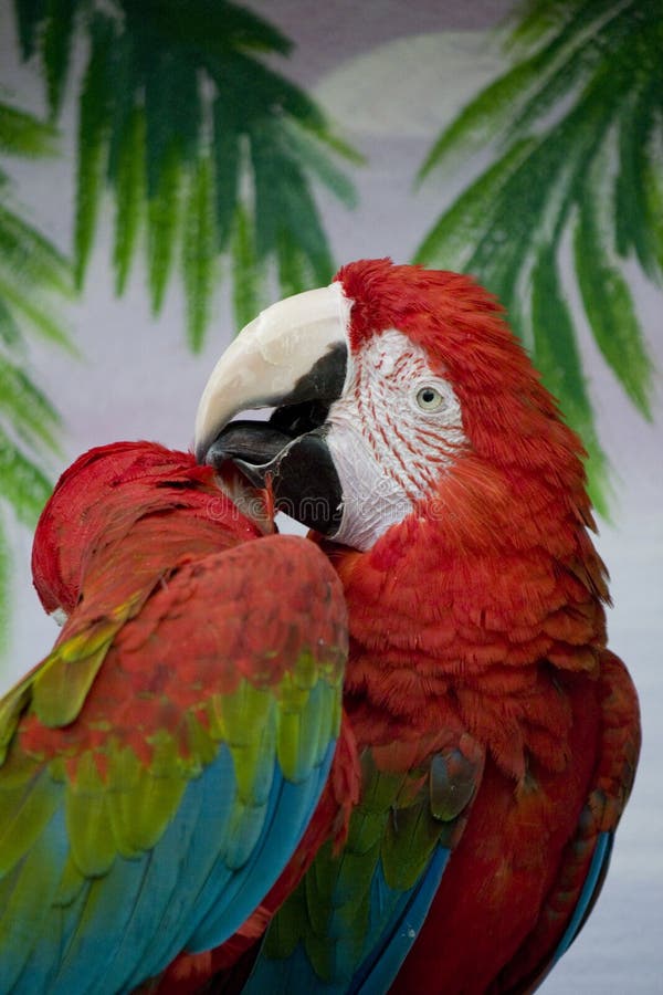 Red macaw stock image. Image of blue, beautiful, fauna - 105940485