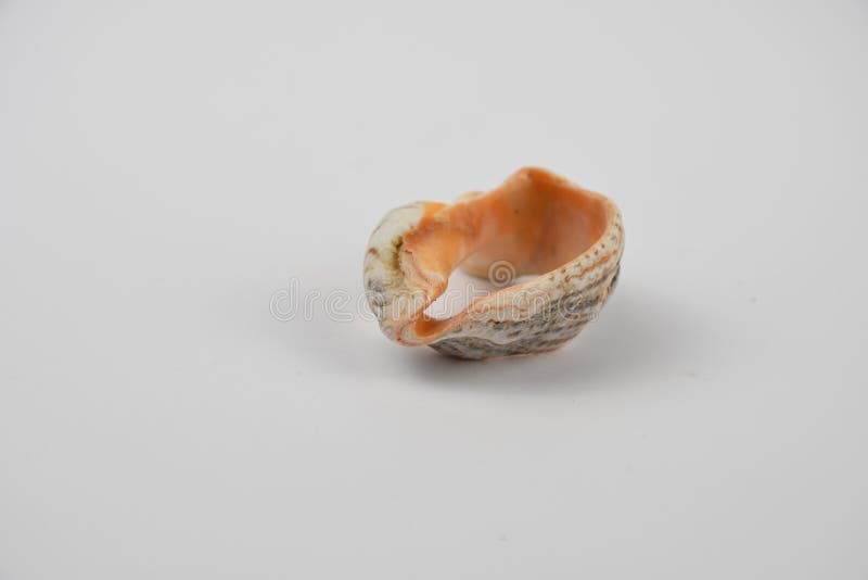 Empty Seashell on White Background Stock Photo - Image of background ...