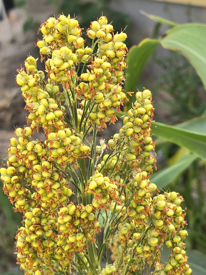 A Close View of the Seeds on the Milo Head Stock Photo - Image of herb ...