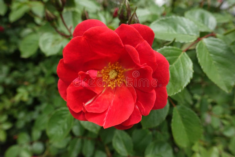 Close View of Semi Double Flower of Red Rose Stock Image - Image of ...