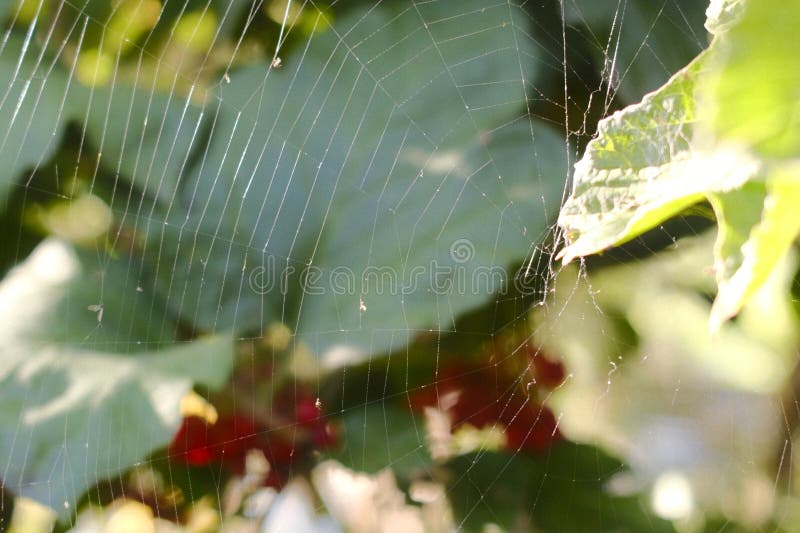 Trap Berries Stock Photos - Free & Royalty-Free Stock Photos from ...