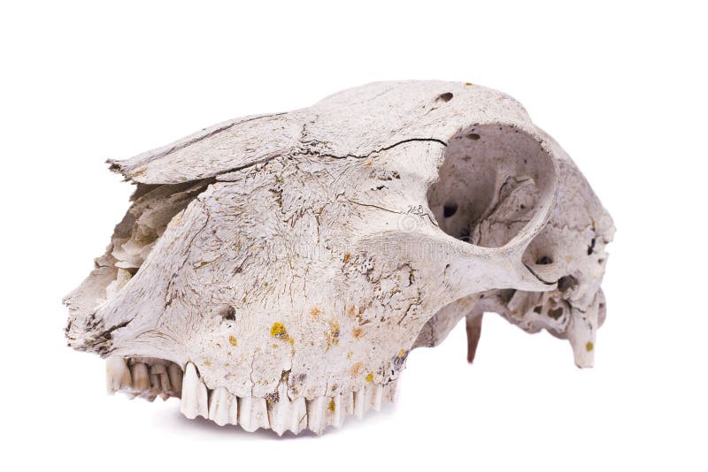 Sheep skull stock image. Image of animal, close, wildlife - 105941097
