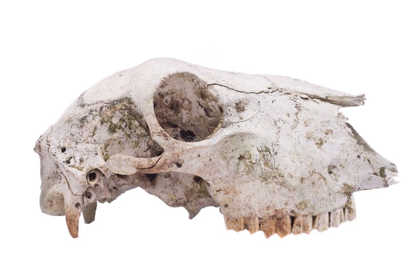 Sheep skull stock image. Image of anatomy, cattle, hunting - 105941533
