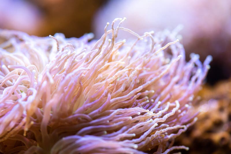 Small colorful polyp stock image. Image of polyps, endangered - 117483345