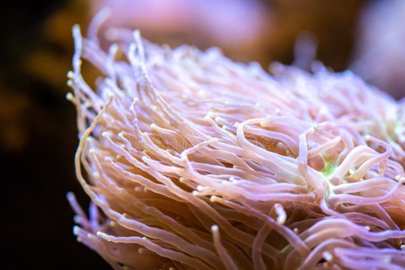 Small colorful polyp stock image. Image of tentacles - 117483627