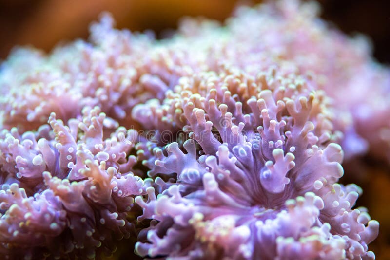 Small colorful polyp stock image. Image of brown, black - 117484257