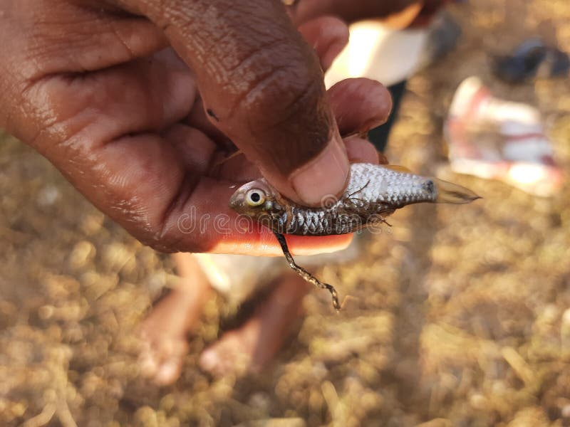 Boy Catching Small Fish in Hands Stock Image - Image of animal, sand ...