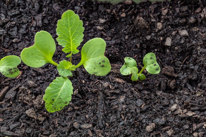 Close View of Small Green Radishes in Different States of Growth Stock ...