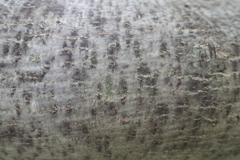 Close View of Smooth Grey Bark of Walnut Tree Stock Image - Image of ...