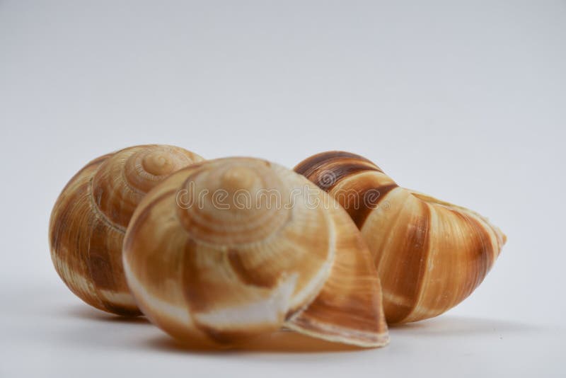 Brown Snail Shells on White Background. Stock Photo - Image of animal ...