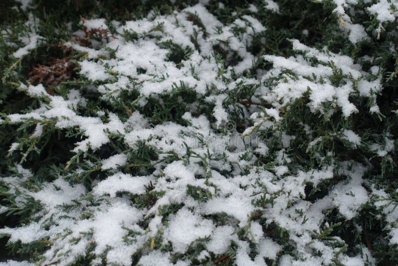 Closeup of Snow Covered Foliage of Juniper Stock Photo - Image of ...
