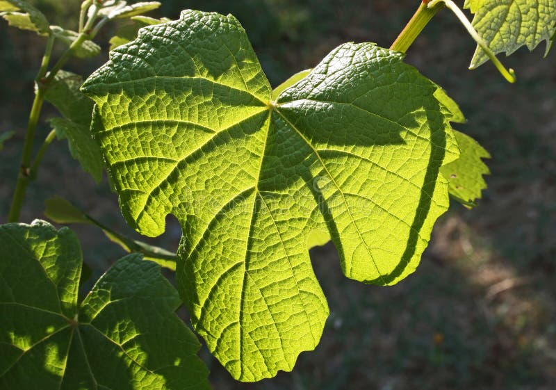 CLOSE VIEW of SUNLIGHT and SHADE on GRAPE VINE LEAF Stock Photo - Image ...
