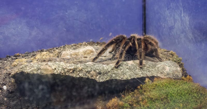 Close View of a Tarantula in an Aquarium. Exotic Pets Stock Photo ...